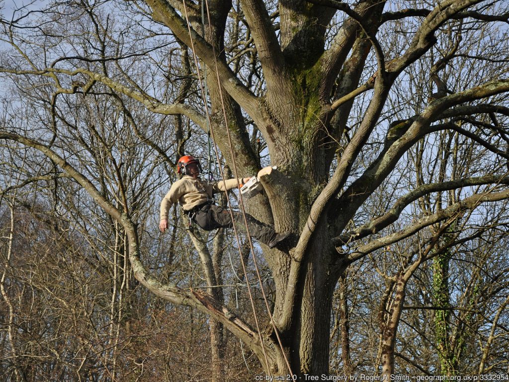 Coppicing trees and shrubs : Parks Community UK