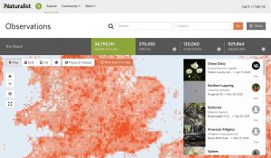 How to run a BioBlitz : Parks Community UK